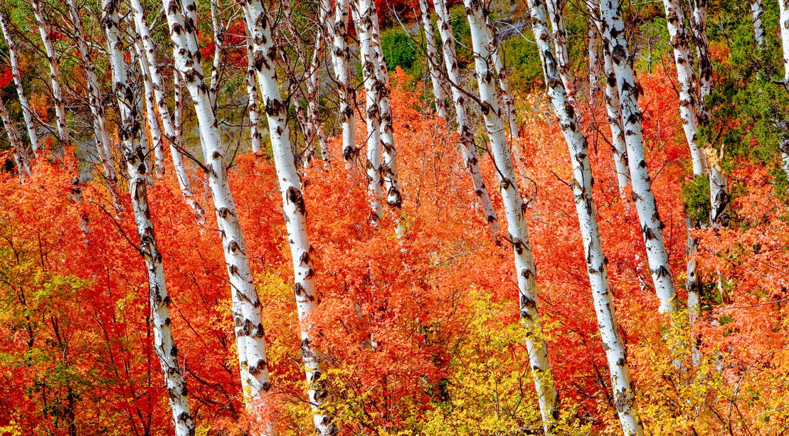 Where to See Fall Foliage Changing Colors Right Now - Paradise