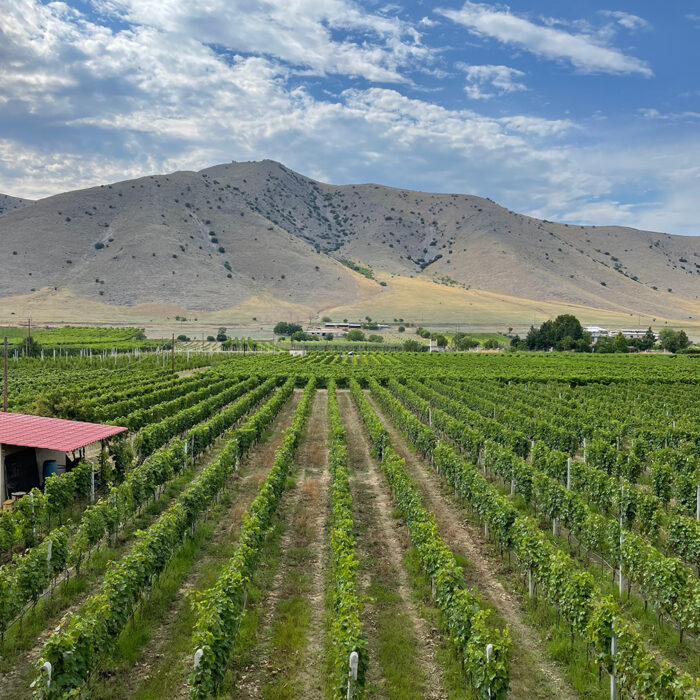 Under the Radar Wineries to Visit in Greece this Summer - Paradise