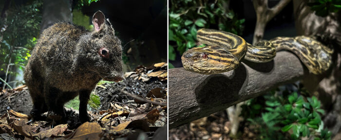 Amami-Oshima: Diving into Japan’s Off-the-Beaten-Path Island Culture ...